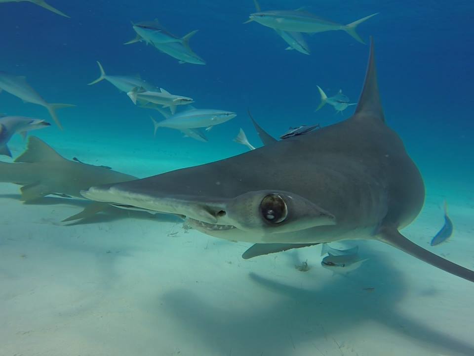 Contact – Based On (True) Science